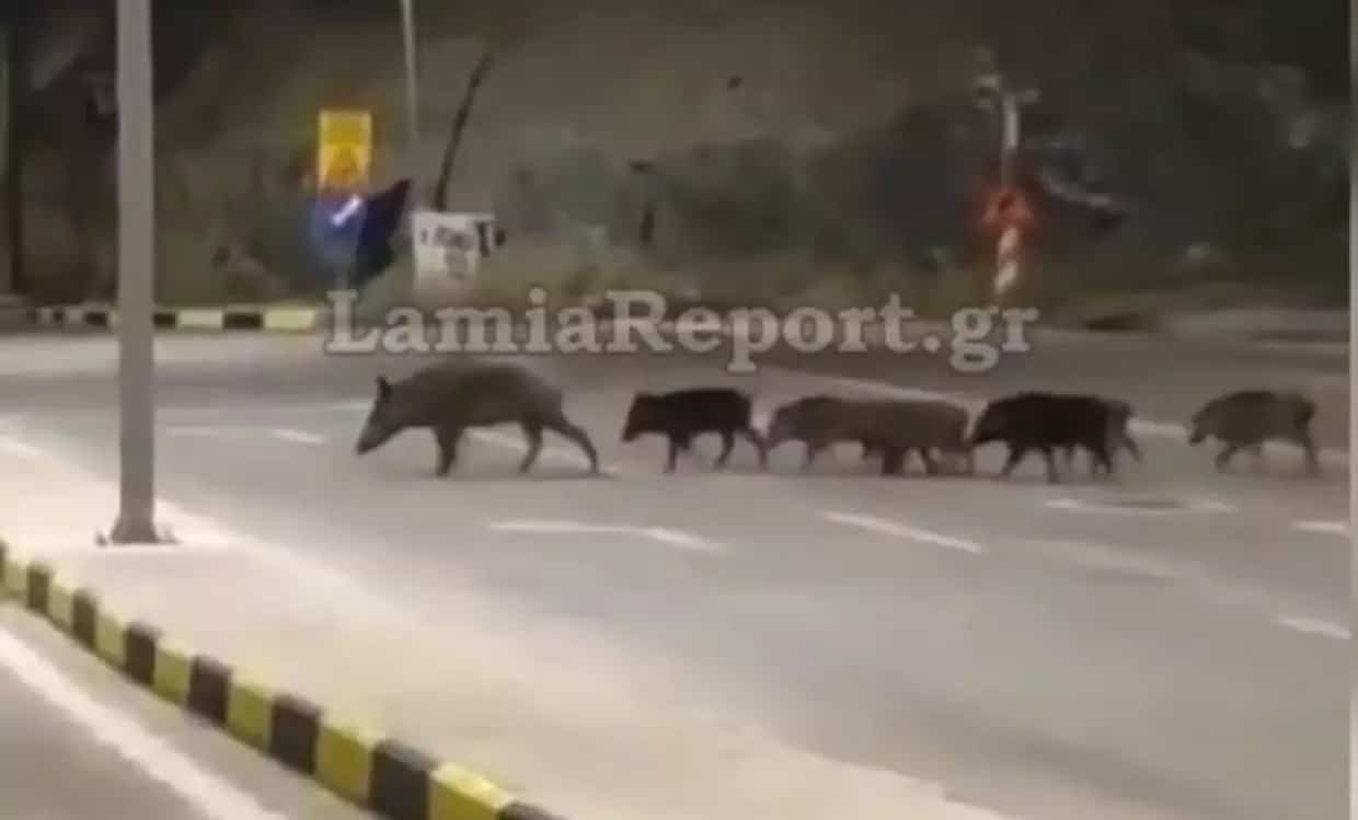 Λαμία: Οικογενειακή βόλτα για 14 αγριογούρουνα στην πόλη - ΒΙΝΤΕΟ ...