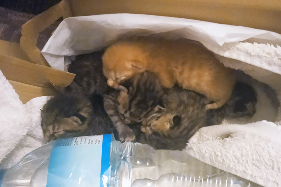 Αγρίνιο: Πέταξαν γατάκια σε κάδο απορριμμάτων | Ειδήσεις