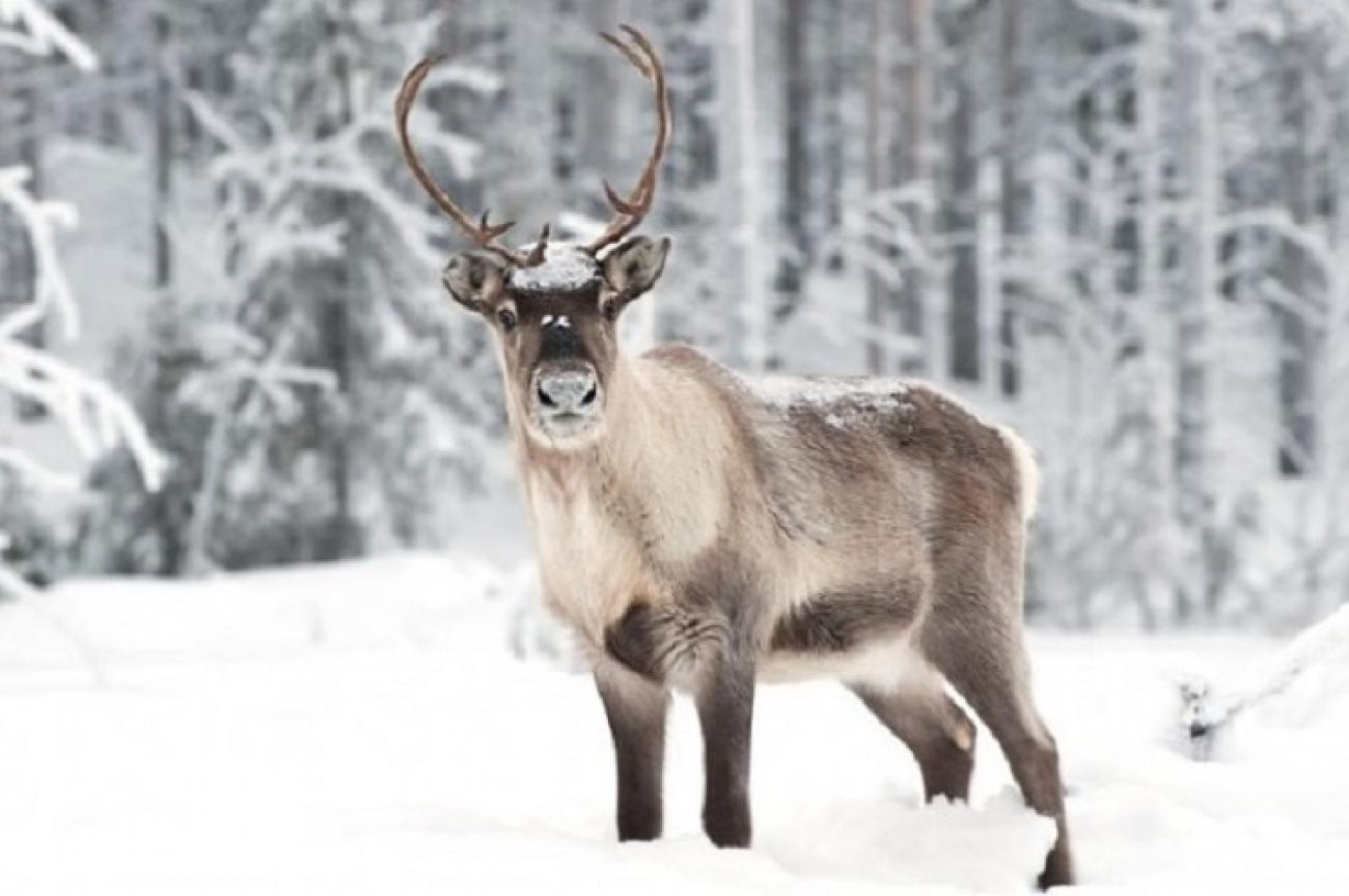 Αλάσκα: Τάρανδος έγινε viral έξω από σπίτι - Του έπεσαν τα... κέρατα ...