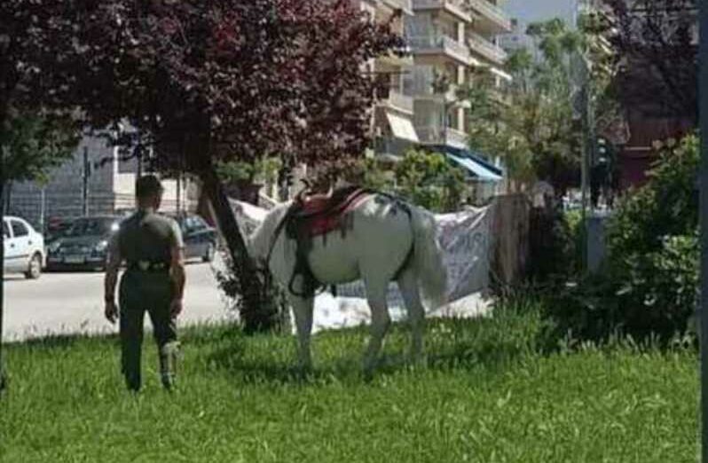 Αλογο για «βοσκή» σε κεντρική πλατεία της Πάτρας - ΦΩΤΟ | ΕΙΔΗΣΕΙΣ