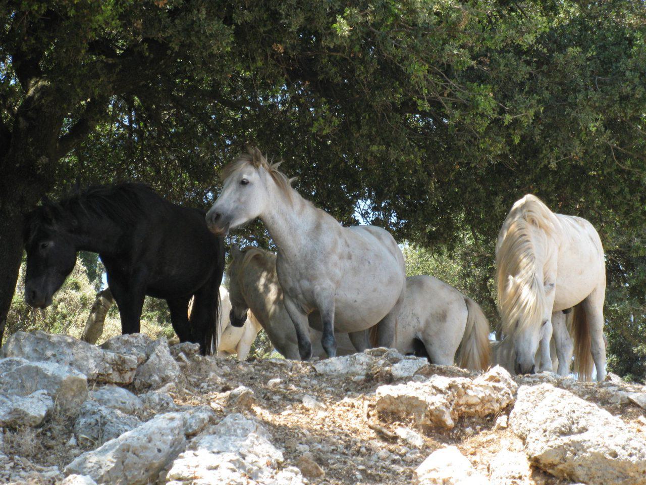 Πάρνηθα: Βρήκαν νεκρά άλογα σε γκρεμό - ΦΩΤΟ | Ειδήσεις και Τελευταία ...
