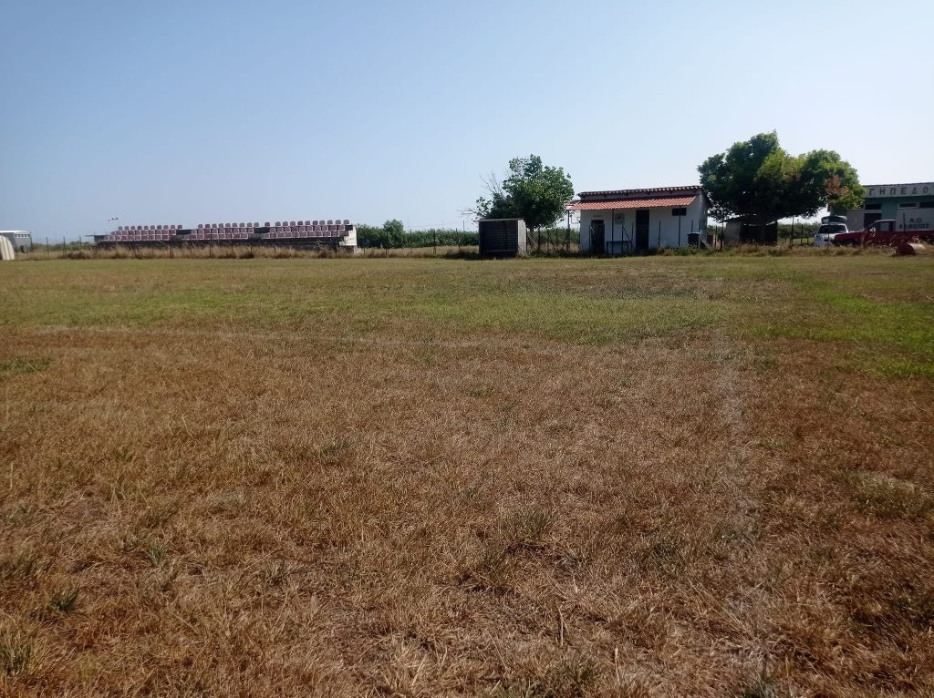 ΑΠΙΣΤΕΥΤΟ: Τα πρόβατα έφαγαν το χόρτο στο γήπεδο! | ΕΙΔΗΣΕΙΣ