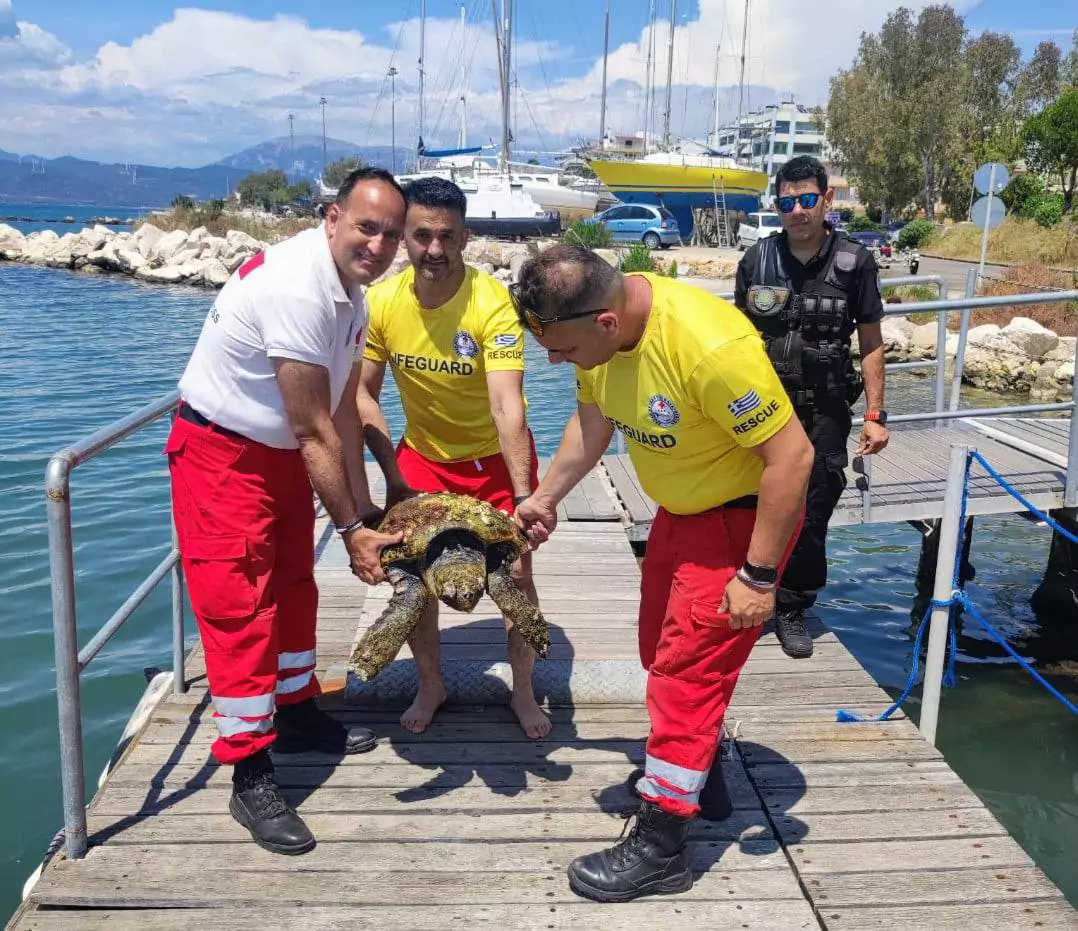 Πάτρα: «Φιλί» ζωής για σπάνια χελώνα Καρέτα - Καρέτα ΦΩΤΟ | ΕΙΔΗΣΕΙΣ