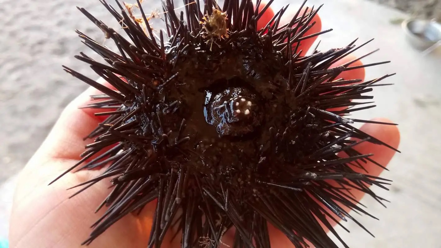 Τι να κάνετε αν πατήσετε αχινό | ΕΙΔΗΣΕΙΣ