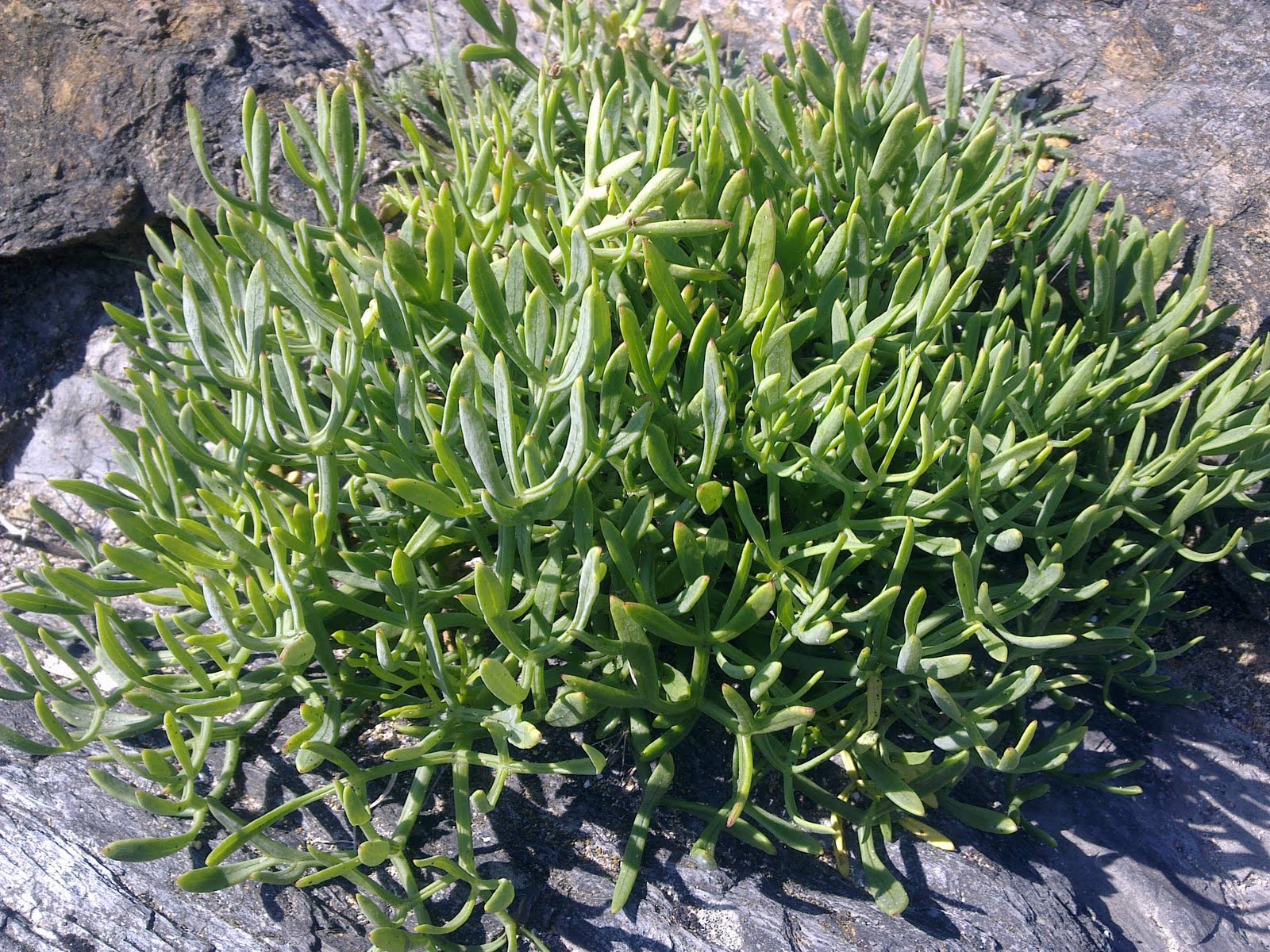 Κρίταμο: Η πανάρχαια υπερτροφή που πρέπει να γνωρίσεις | ΕΙΔΗΣΕΙΣ