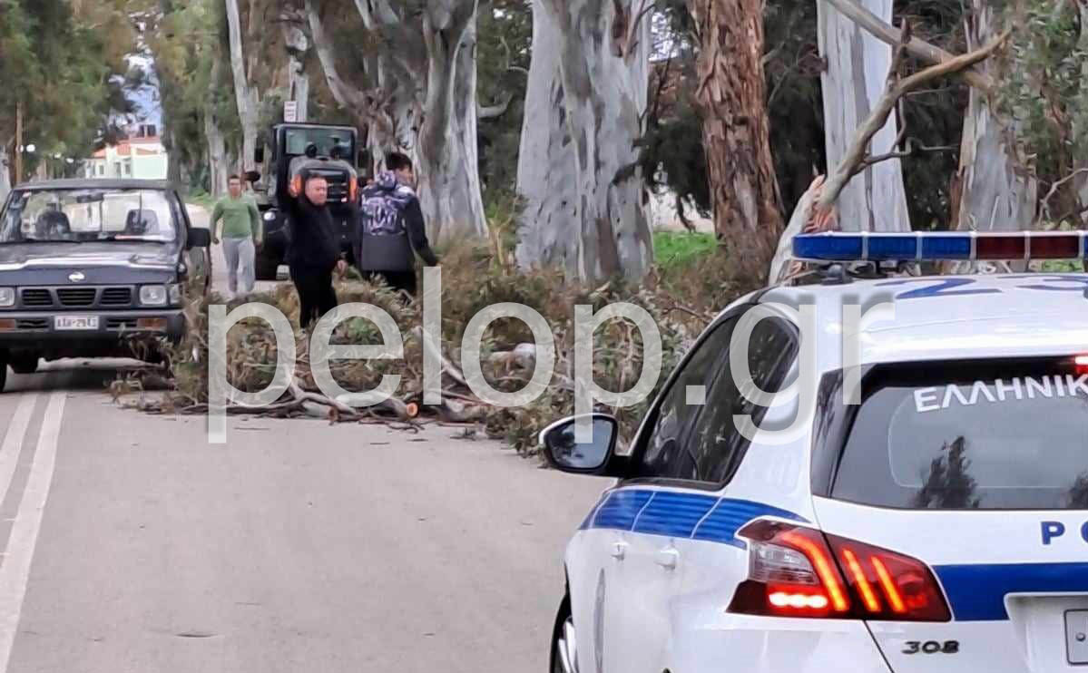 Ίσωμα Ερυμάνθου: Τόνοι ευκάλυπτου σε δρόμο - Έκκληση σε Περιφέρεια ...