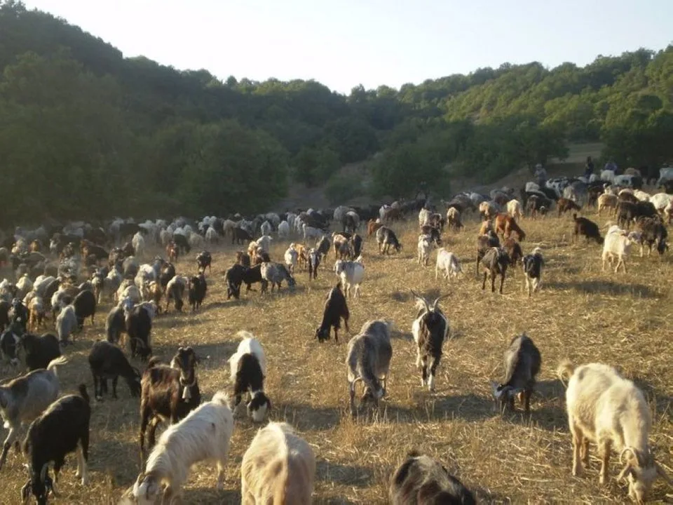 Οι κτηνοτρόφοι Θεσσαλίας ζητούν αποζημιώσεις εδώ και τώρα! | ΕΙΔΗΣΕΙΣ